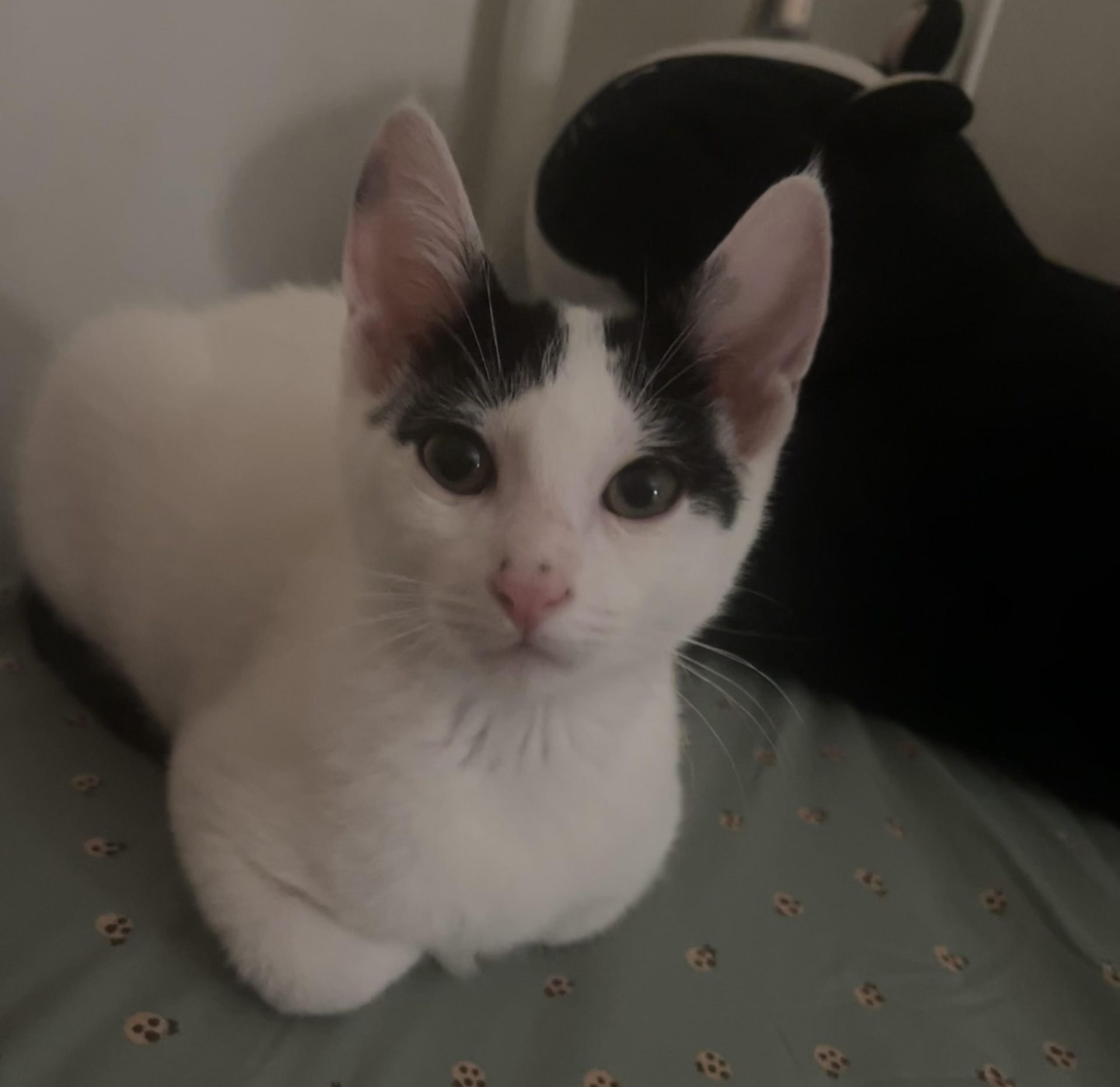 Domino - Cassie Lee Cat Rescue